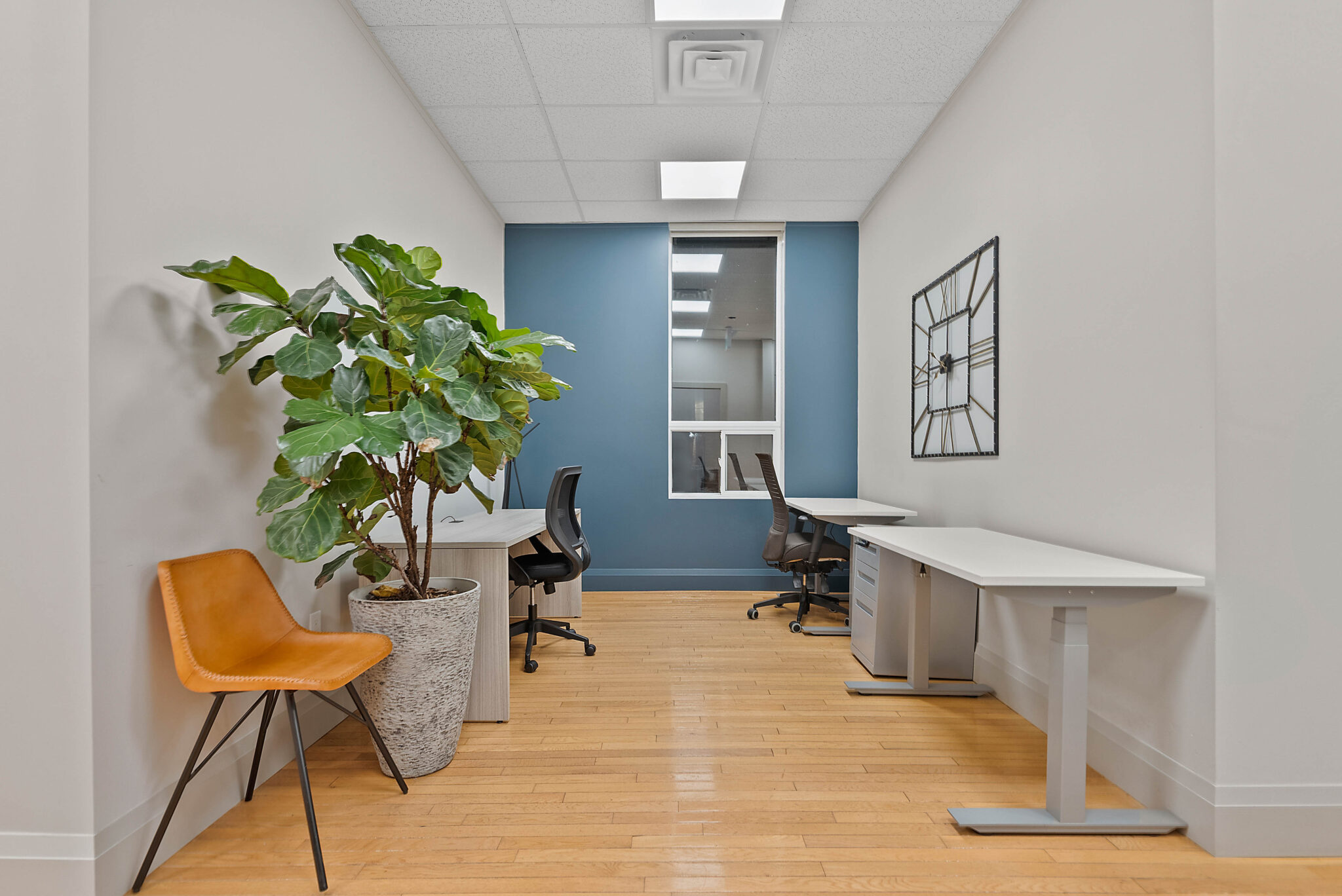 Home - Boone Dog Office Spaces